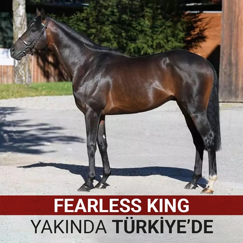 FEARLESS KING yakında Türkiye’de! » Jokeyler Dayanışma ve Yardımlaşma ...